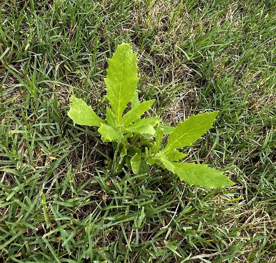 The Troublesome American Burnweed